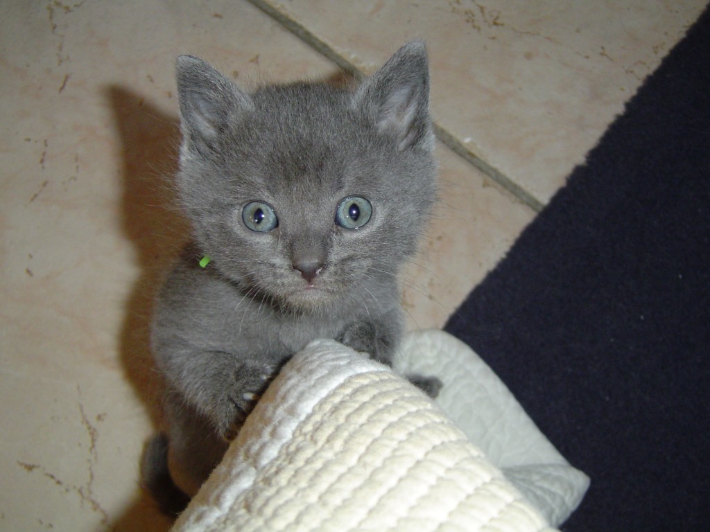 Les yeux de nos petits chartreux | Les chartreux d'Isilrá